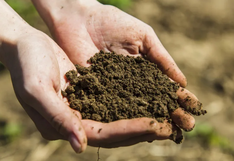 How To Reseed Your Lawn After Removing A Tree