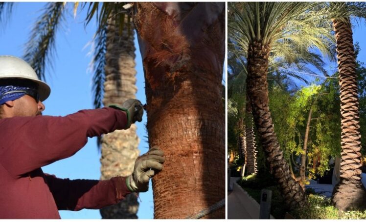 Enhancing Palm Tree Beauty Expert Tips for Pruning Success